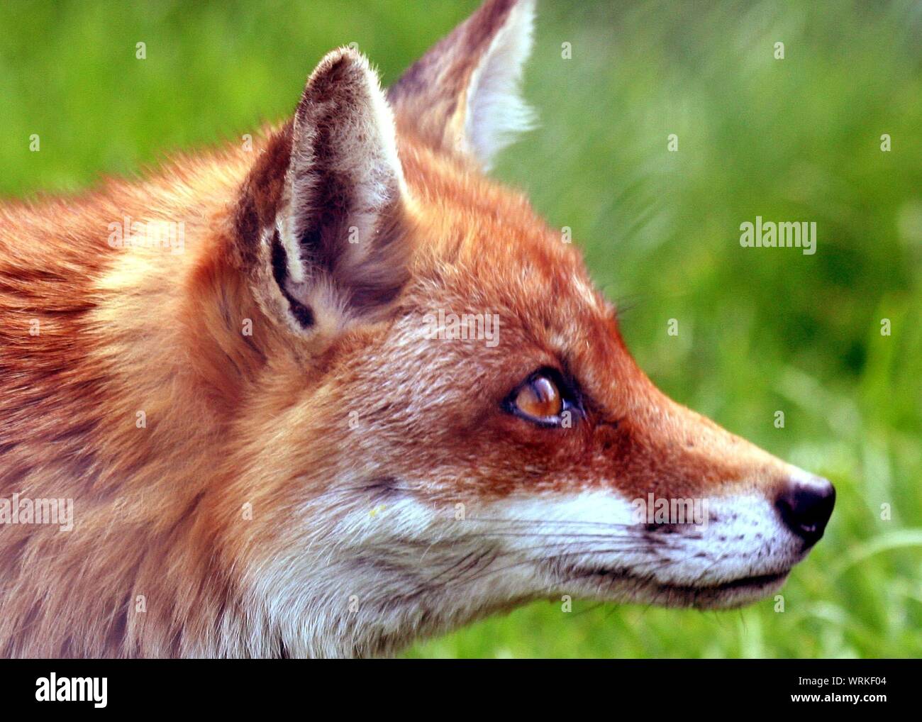 Fox close up head view hi-res stock photography and images - Alamy