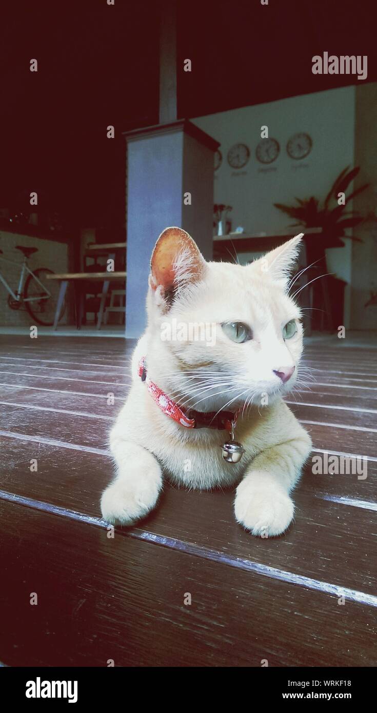 Cat With Bell Around Neck Resting On Hardwood Floor Stock Photo - Alamy