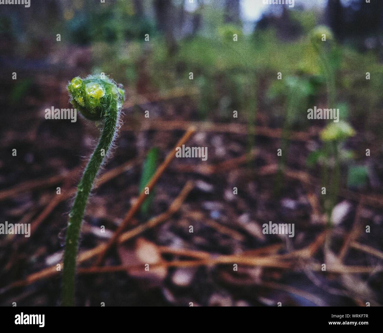 Budding flower hi-res stock photography and images - Alamy