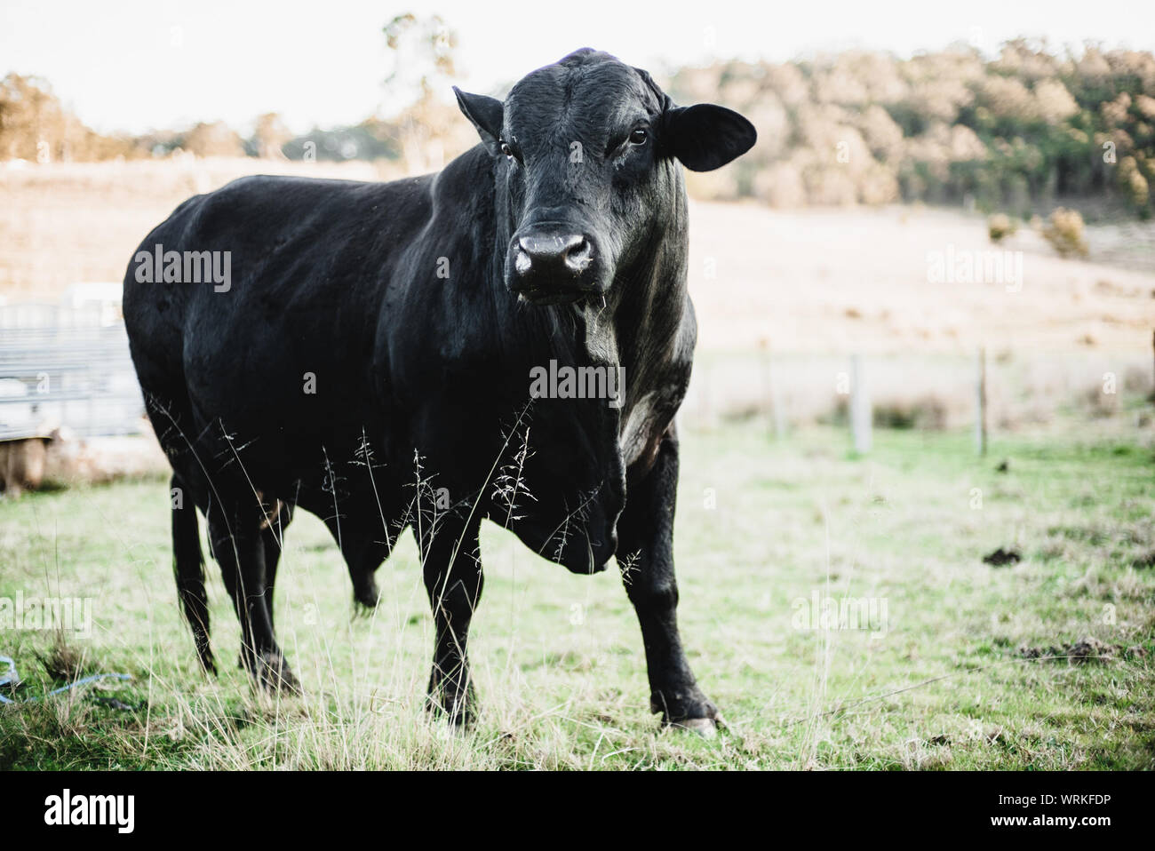 Black cow hi-res stock photography and images - Alamy