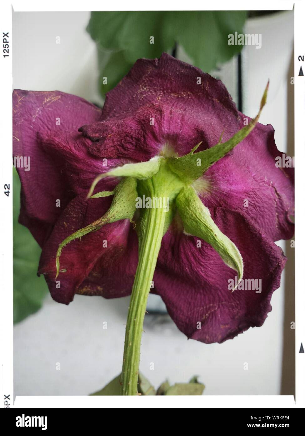 Beautiful Flower As Seen From Behind Stock Photo - Alamy