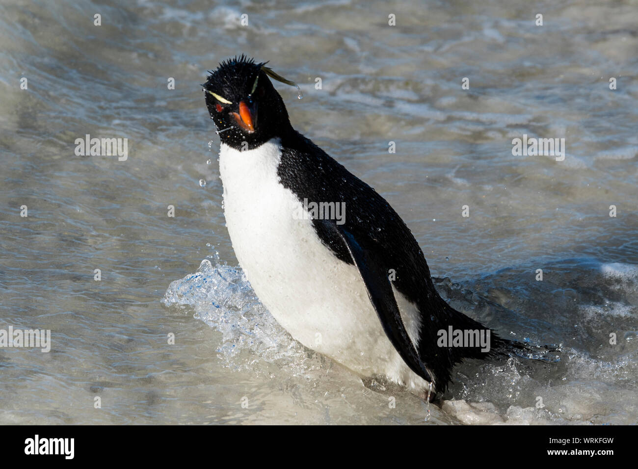 Rockhopper Penguin Memes Needle Felted Rockhopper Penguin Folksy