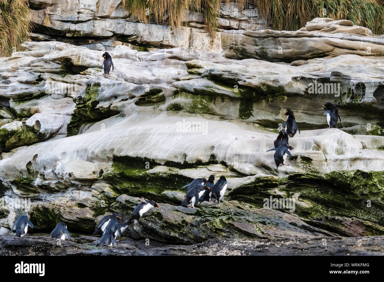 Colony of Southern Rockhopper Penguins, Eudyptes (chrysocome ...