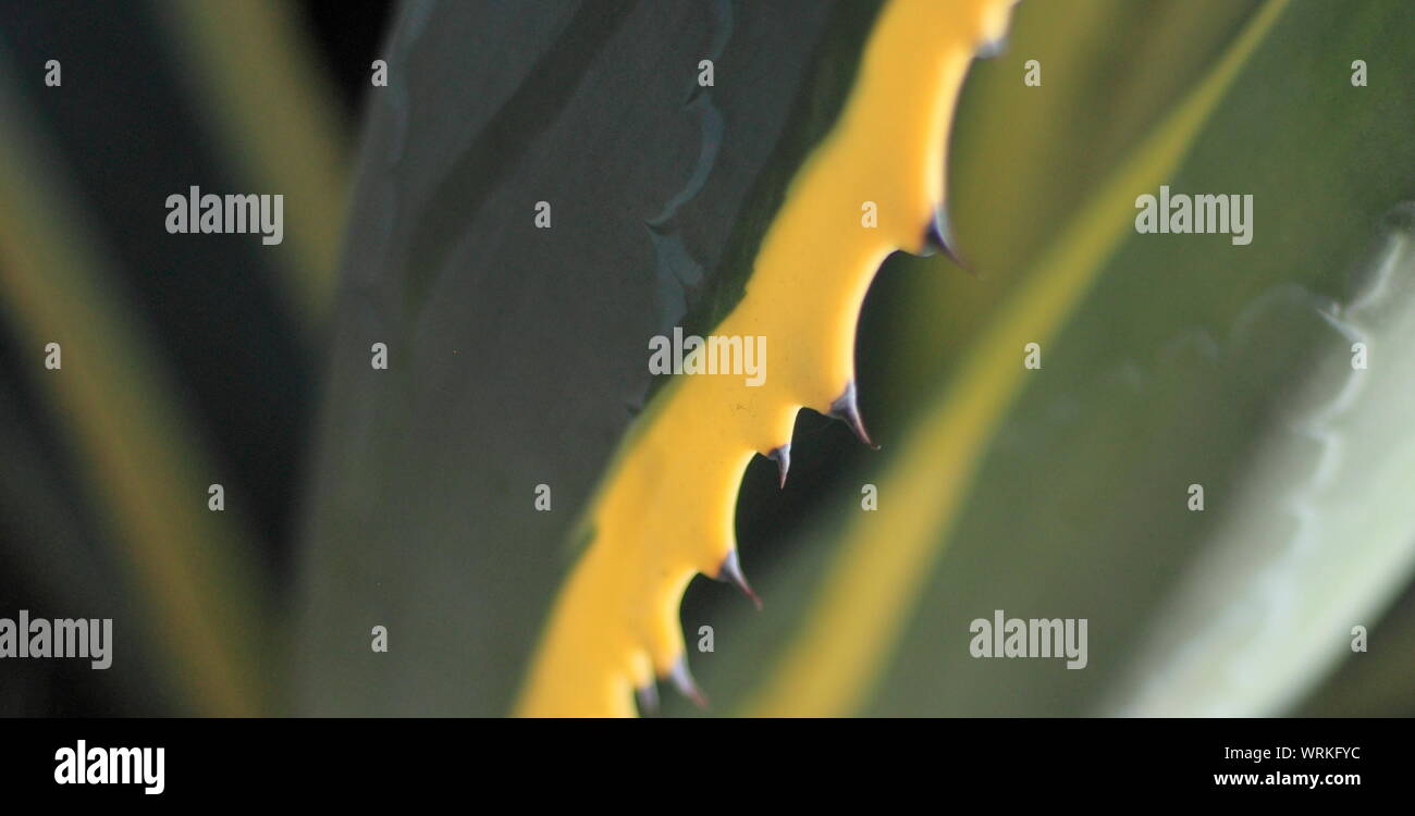 Spiky leaf hi-res stock photography and images - Alamy