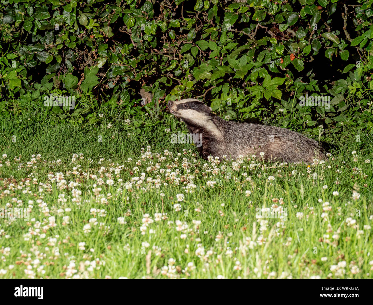 European Badger foraging for food Stock Photo - Alamy