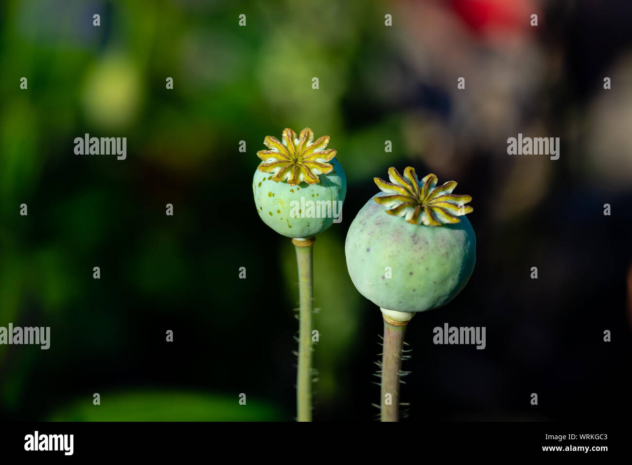 Poppy seed pod hi-res stock photography and images - Alamy