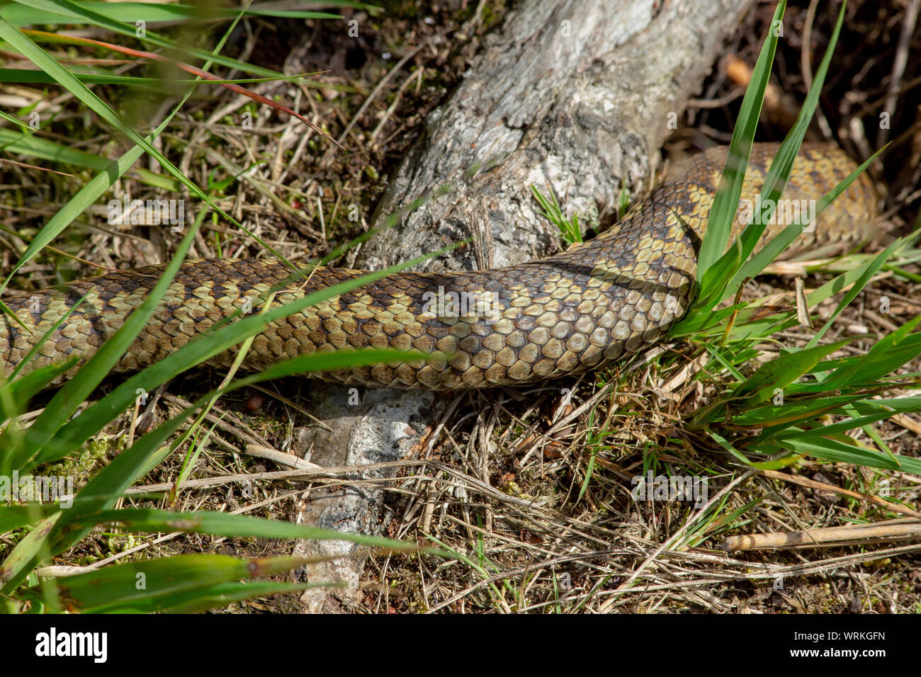 Small adder hi-res stock photography and images - Alamy