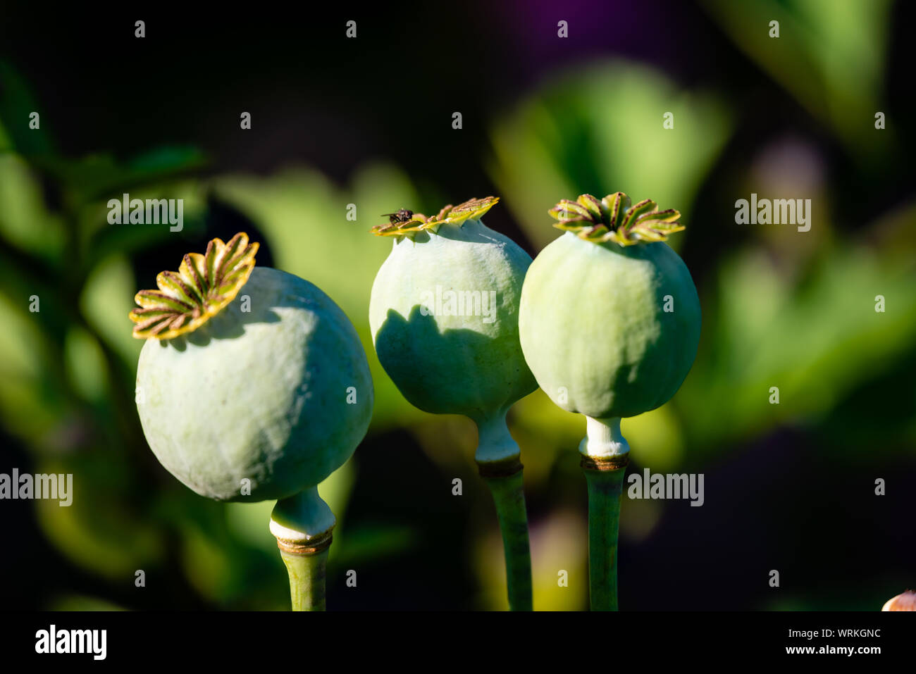 Poppy seed pod hi-res stock photography and images - Alamy