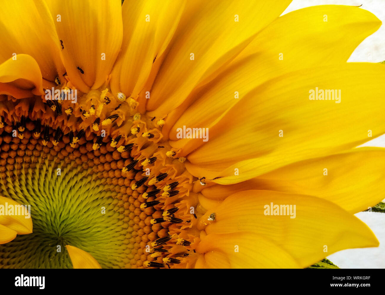 Full bloom sunflower hi-res stock photography and images - Alamy