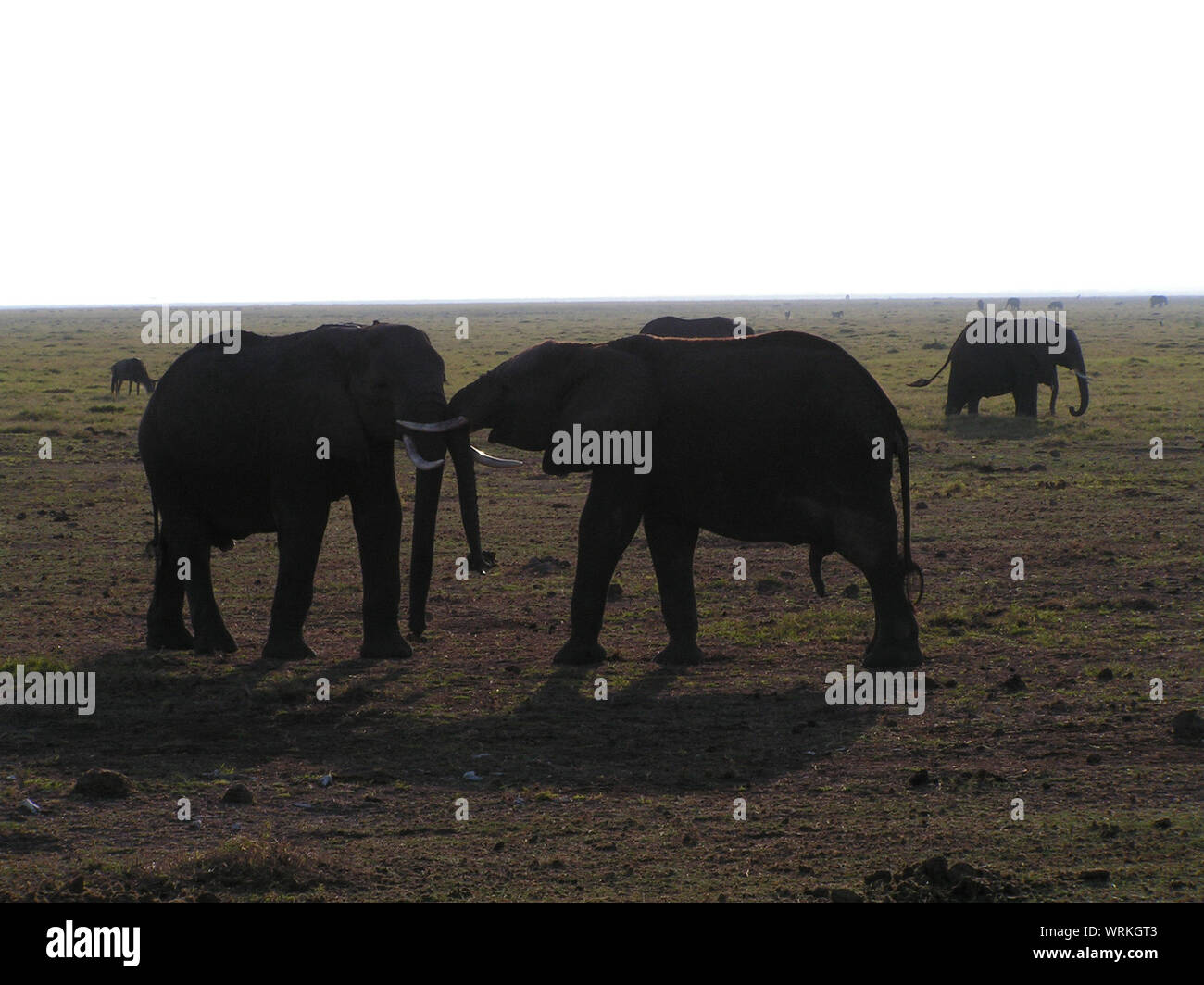 Mating of horses hi-res stock photography and images - Alamy