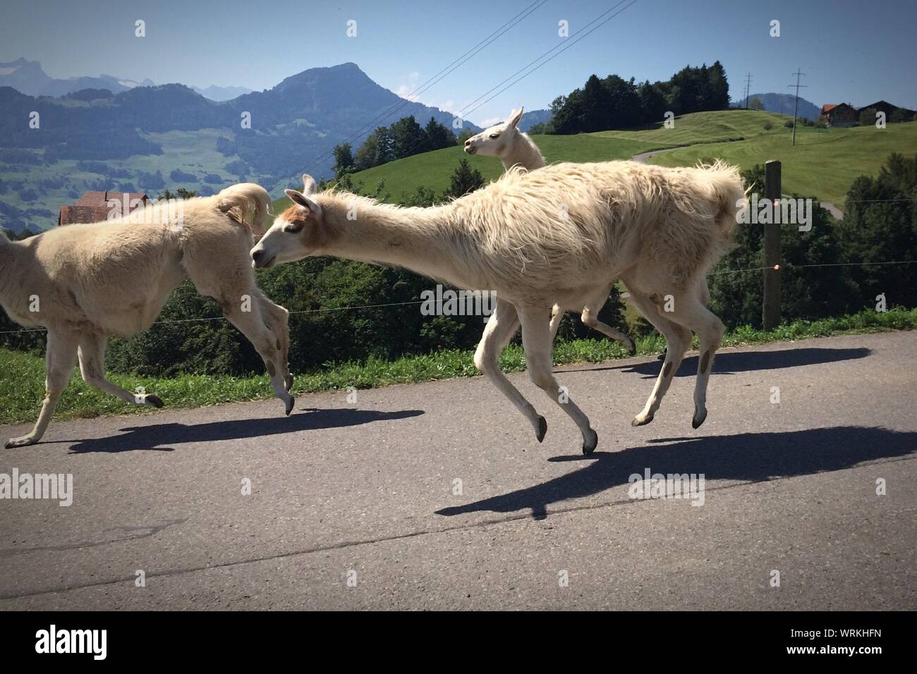 Wild Lamas High Resolution Stock Photography and Images - Alamy