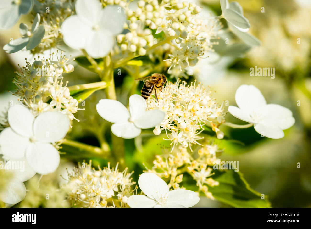 Shrubs with white flowers, bees Stock Photo - Alamy