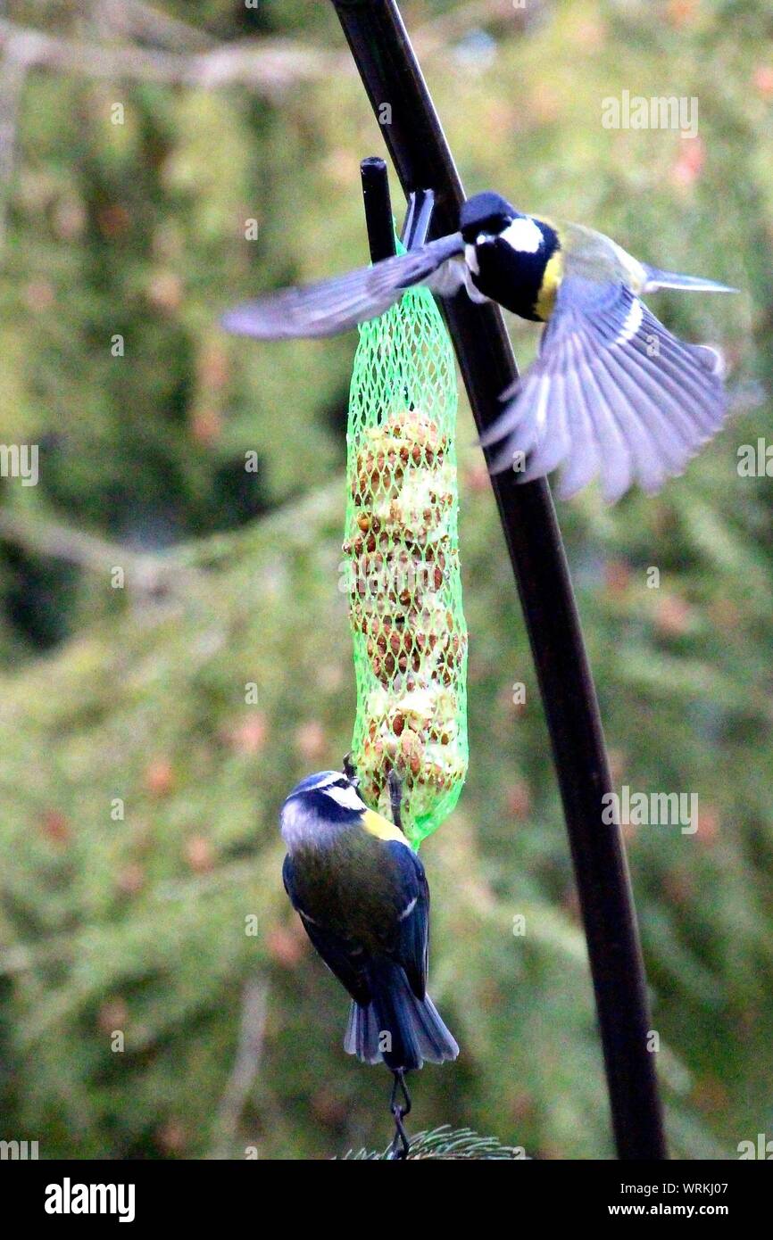 Birds and food hi-res stock photography and images - Alamy