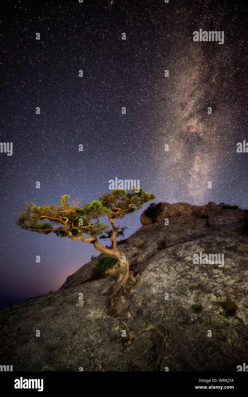 A lone tree on the rock with deep starry sky and Milky Way above it ...
