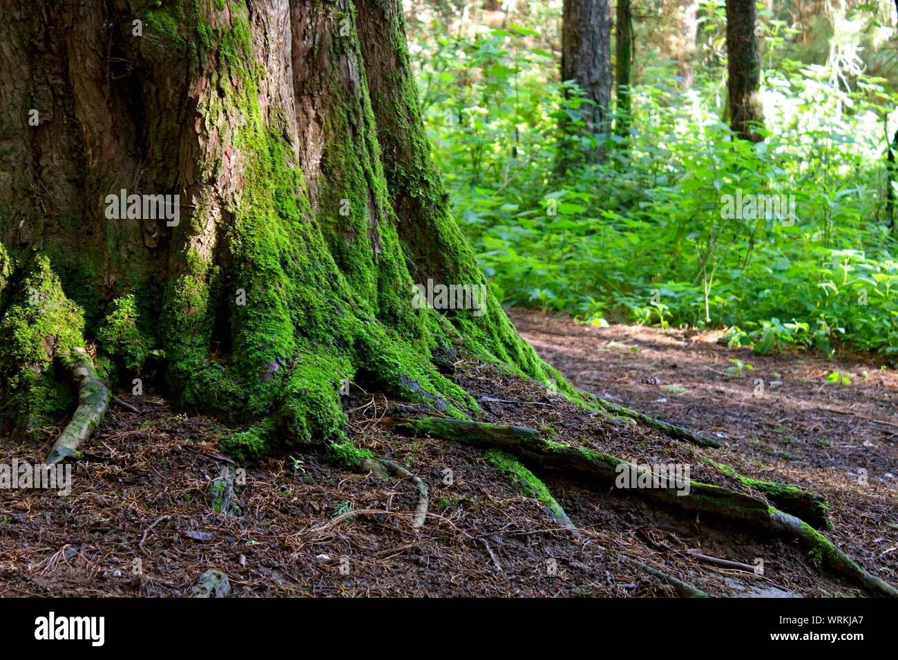 Tree roots and moss hi-res stock photography and images - Alamy