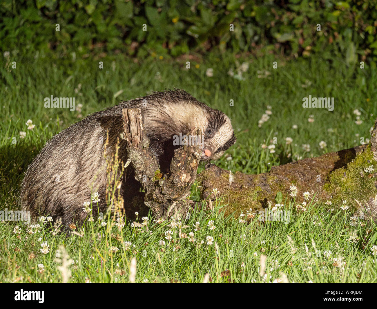 Hawick badger project hi-res stock photography and images - Alamy