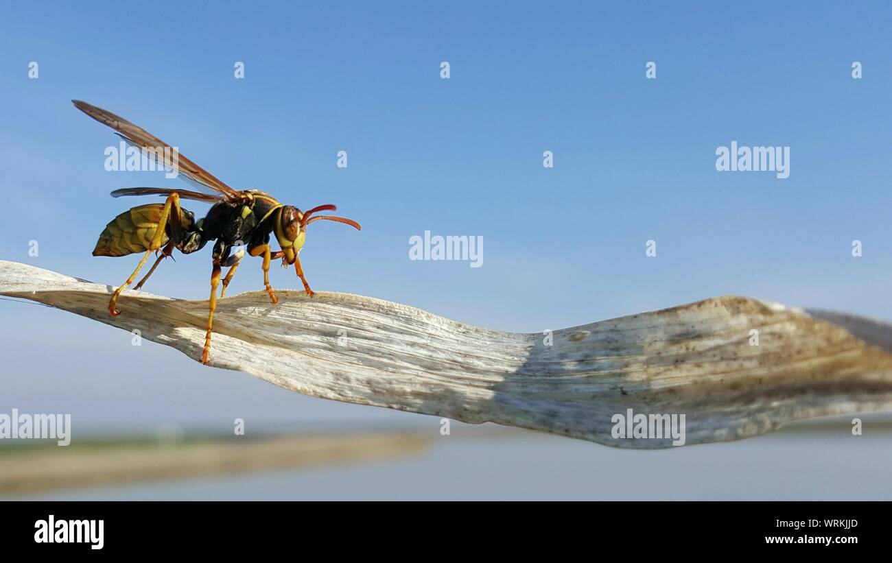 Hornet copy hi-res stock photography and images - Alamy