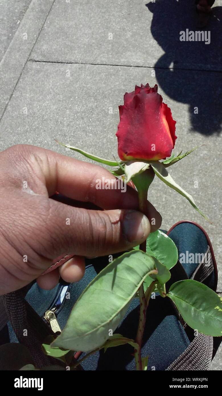 Real rose flower hi-res stock photography and images - Alamy