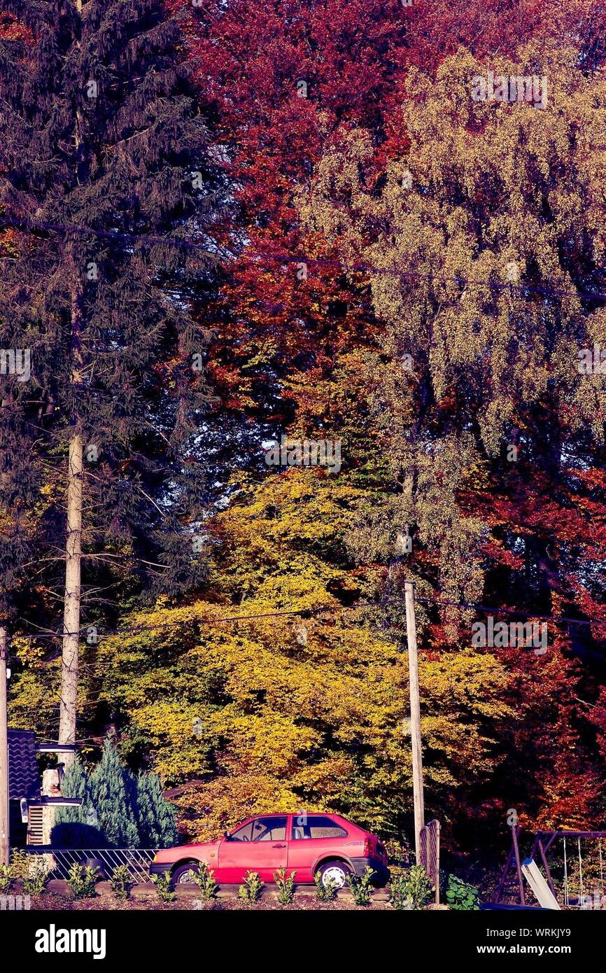 Car tall trees hi-res stock photography and images - Alamy