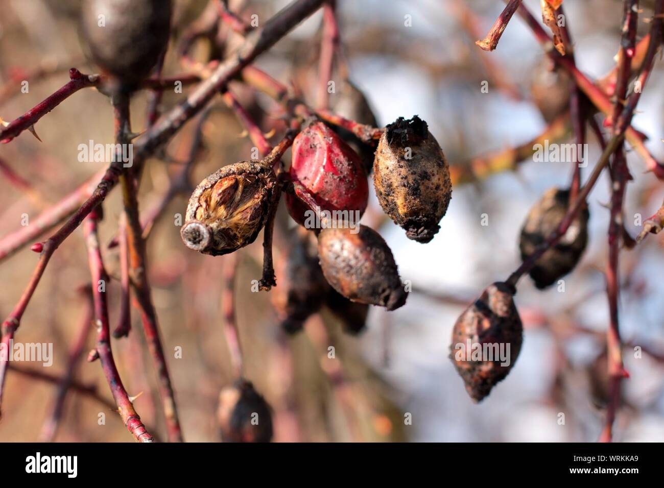 Rotting Fruits High Resolution Stock Photography and Images - Alamy