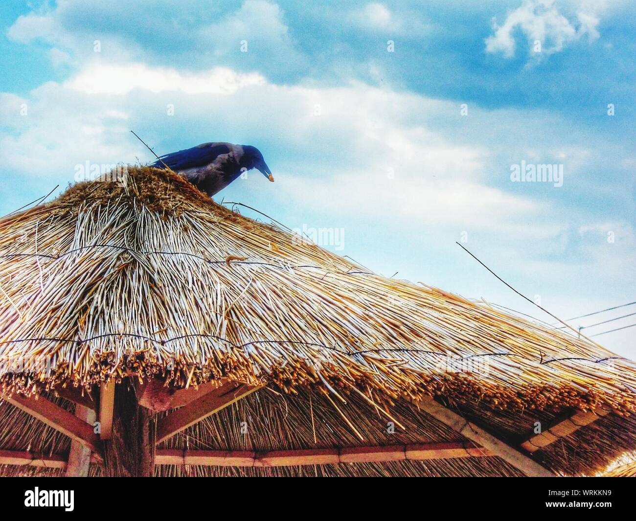 Thatched Roof Animal High Resolution Stock Photography and Images - Alamy