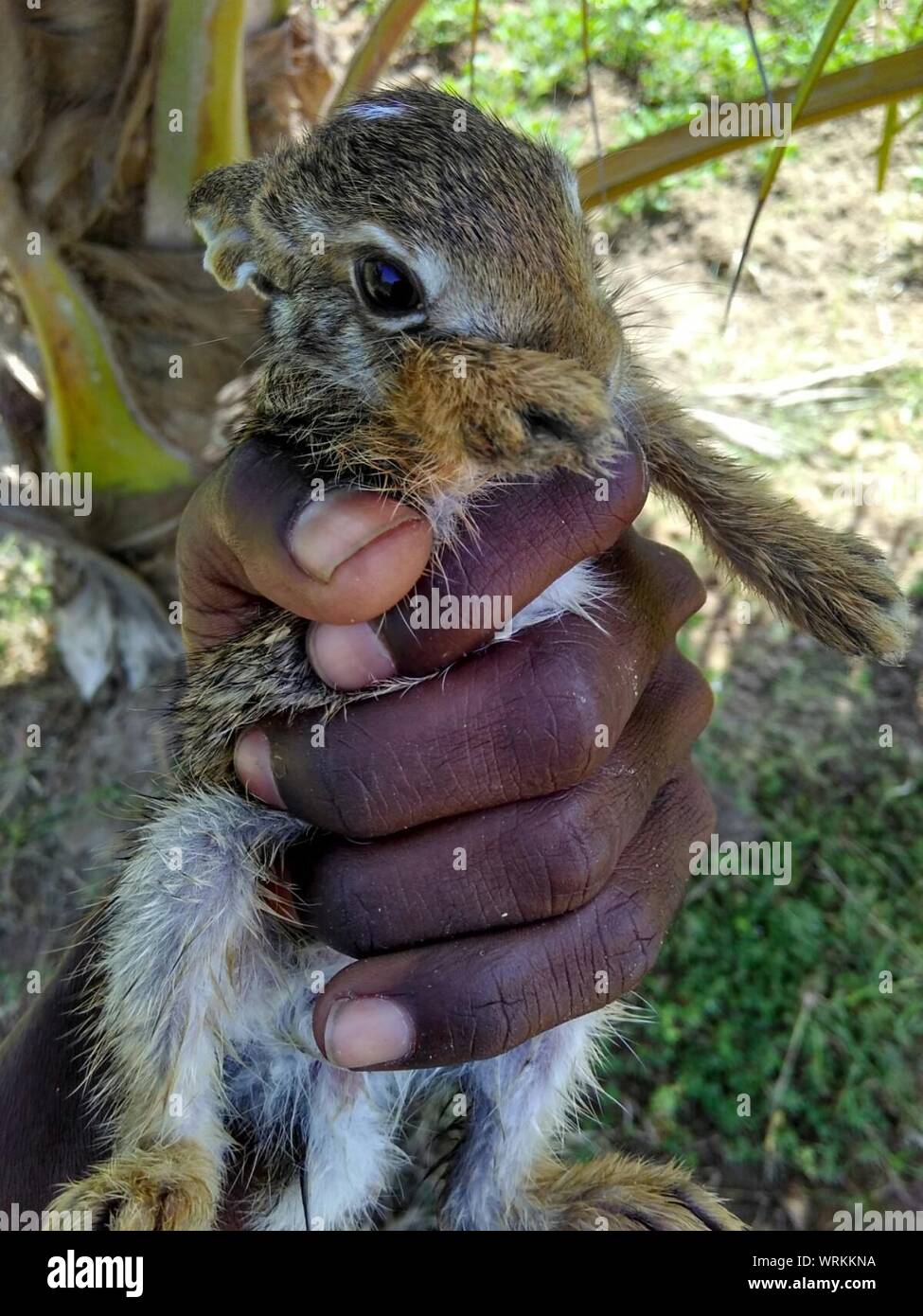 Holding Squirrel Hand High Resolution Stock Photography and Images - Alamy