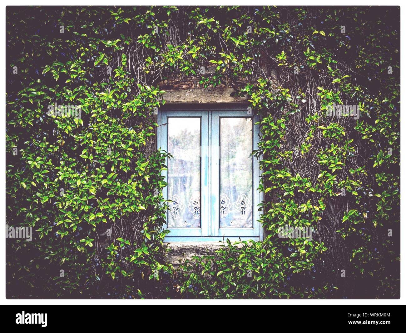 Creeper window Cut Out Stock Images & Pictures - Alamy