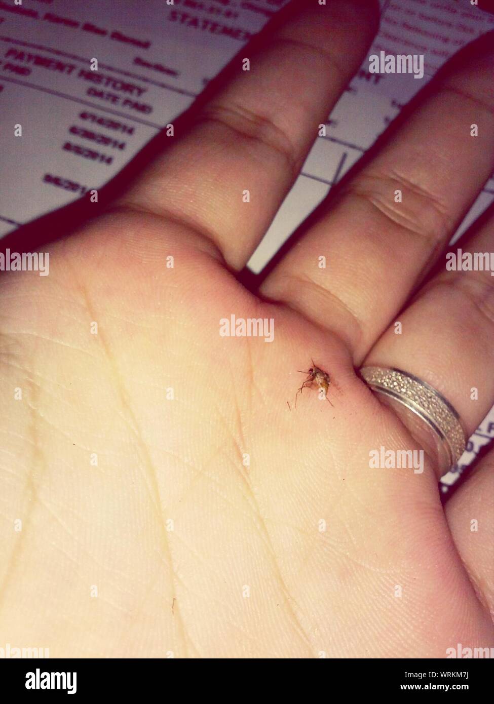 Dead insect body hi-res stock photography and images - Alamy