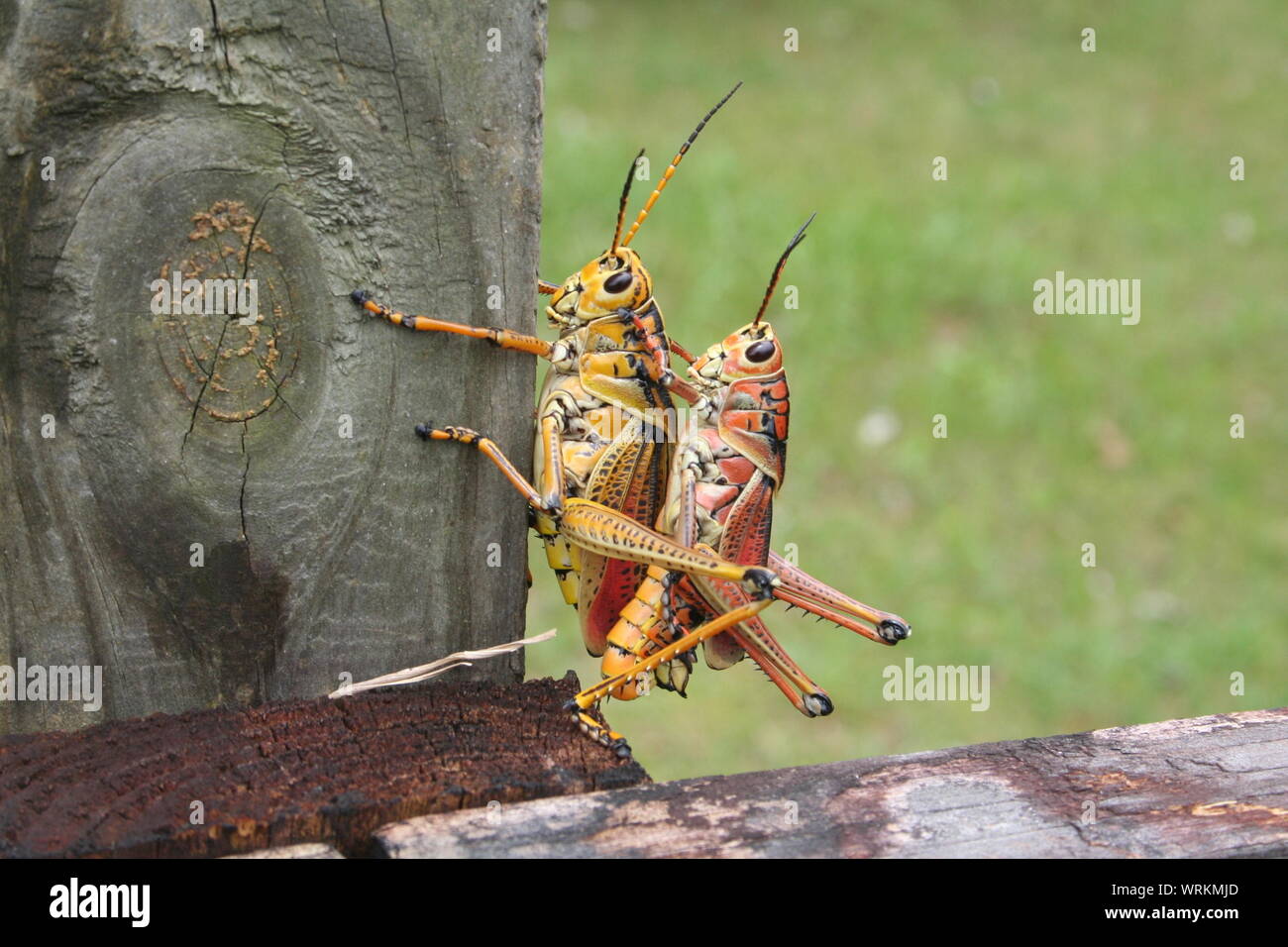 Grasshopper mating hi-res stock photography and images - Alamy