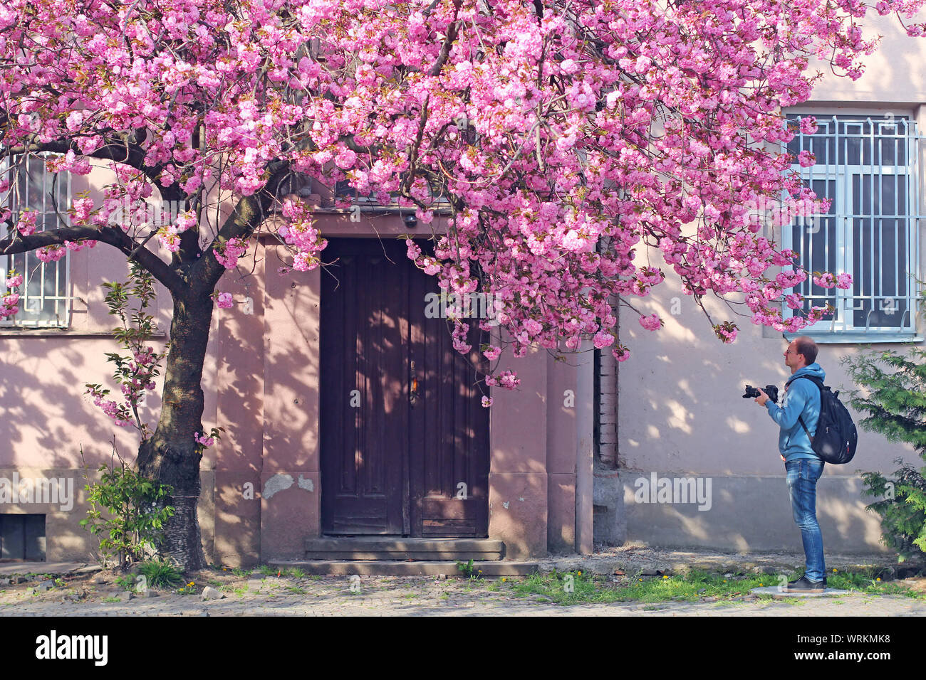 Man with photo camera near pink sakura (flowering cherry) blooming tree ...