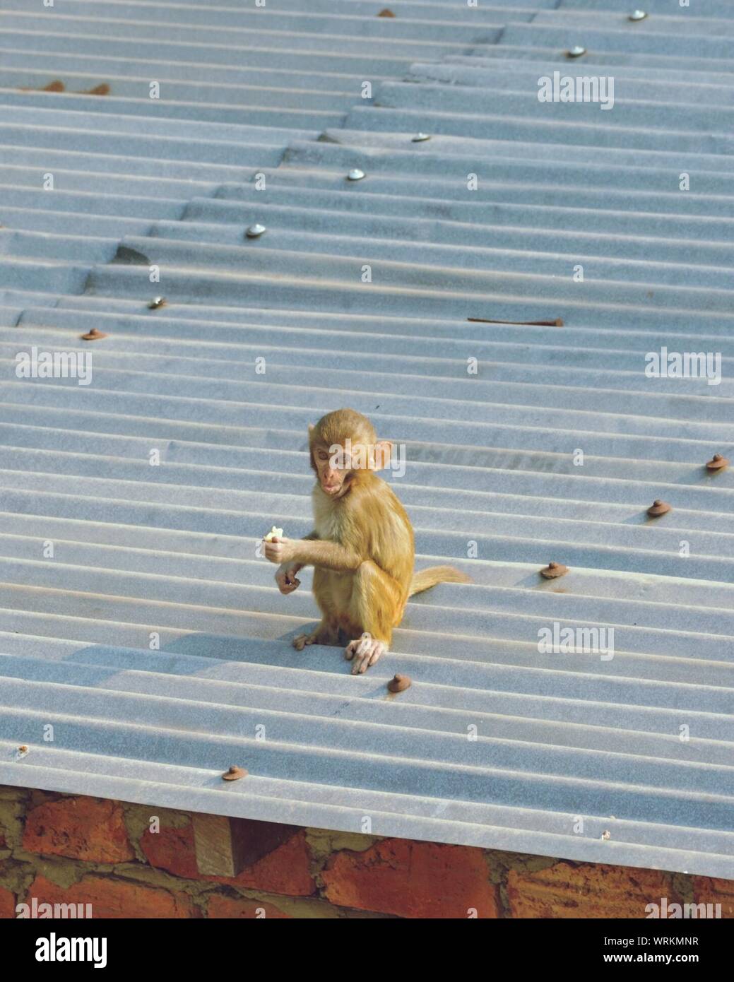 Monkey on the roof hi-res stock photography and images - Alamy