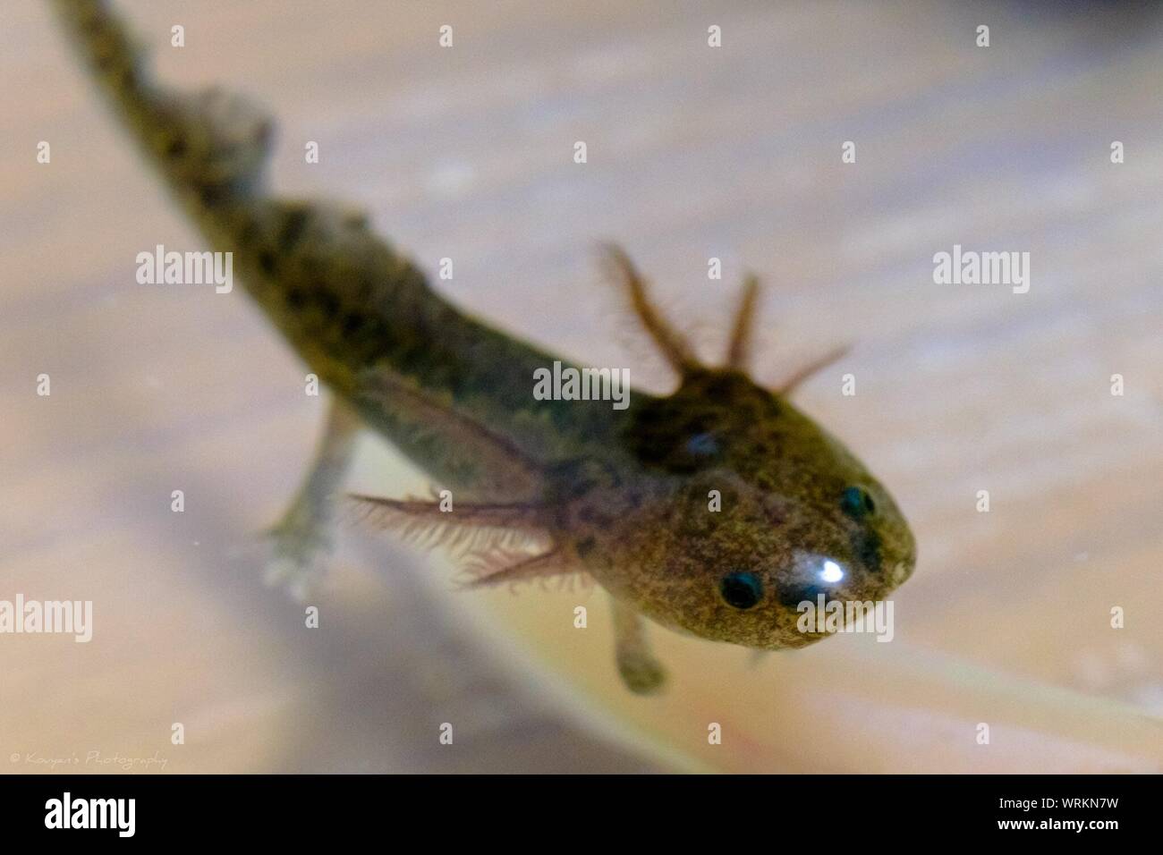Animals axolotl hi-res stock photography and images - Alamy