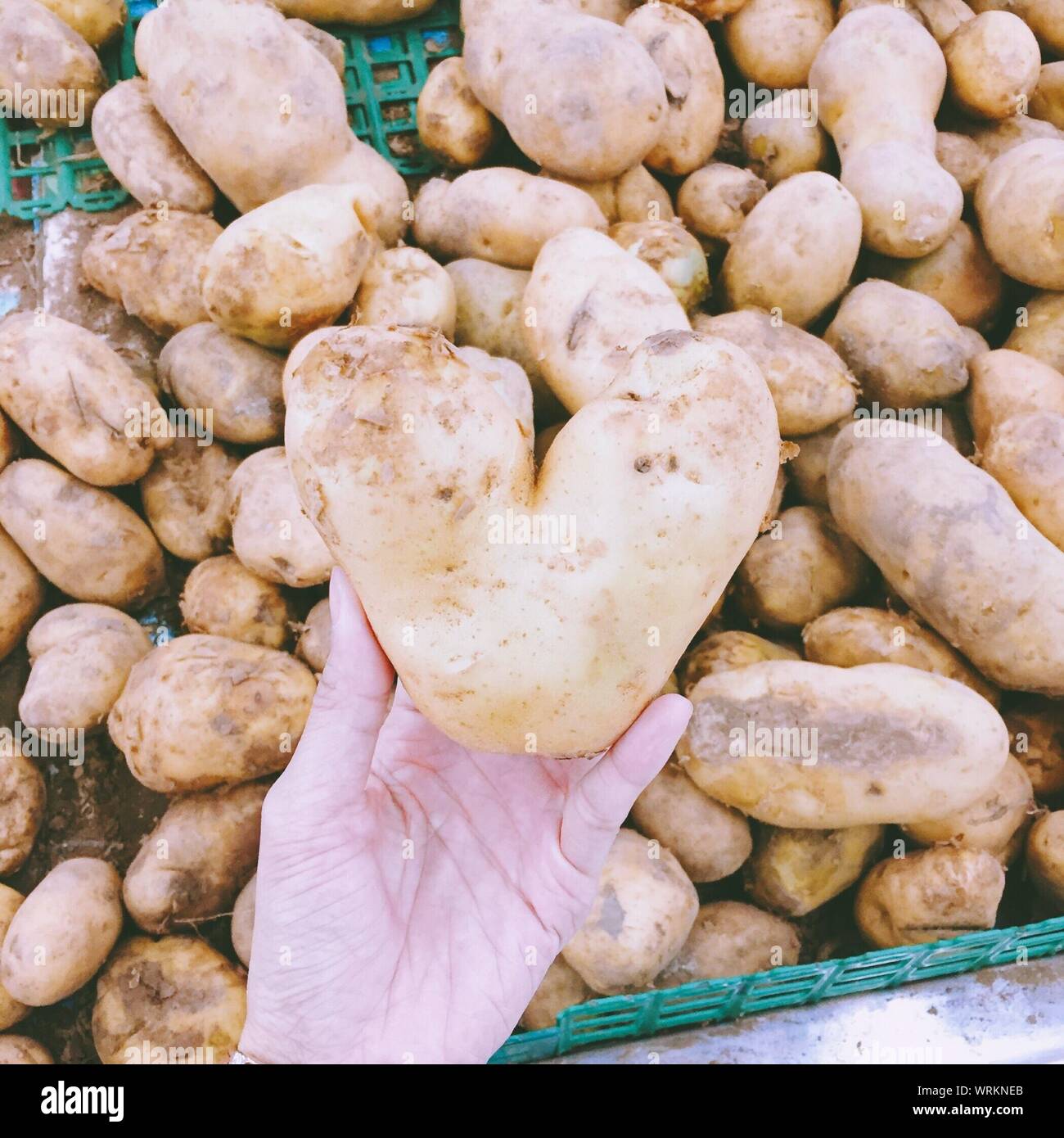 Close up human hand holding potato hi-res stock photography and images ...
