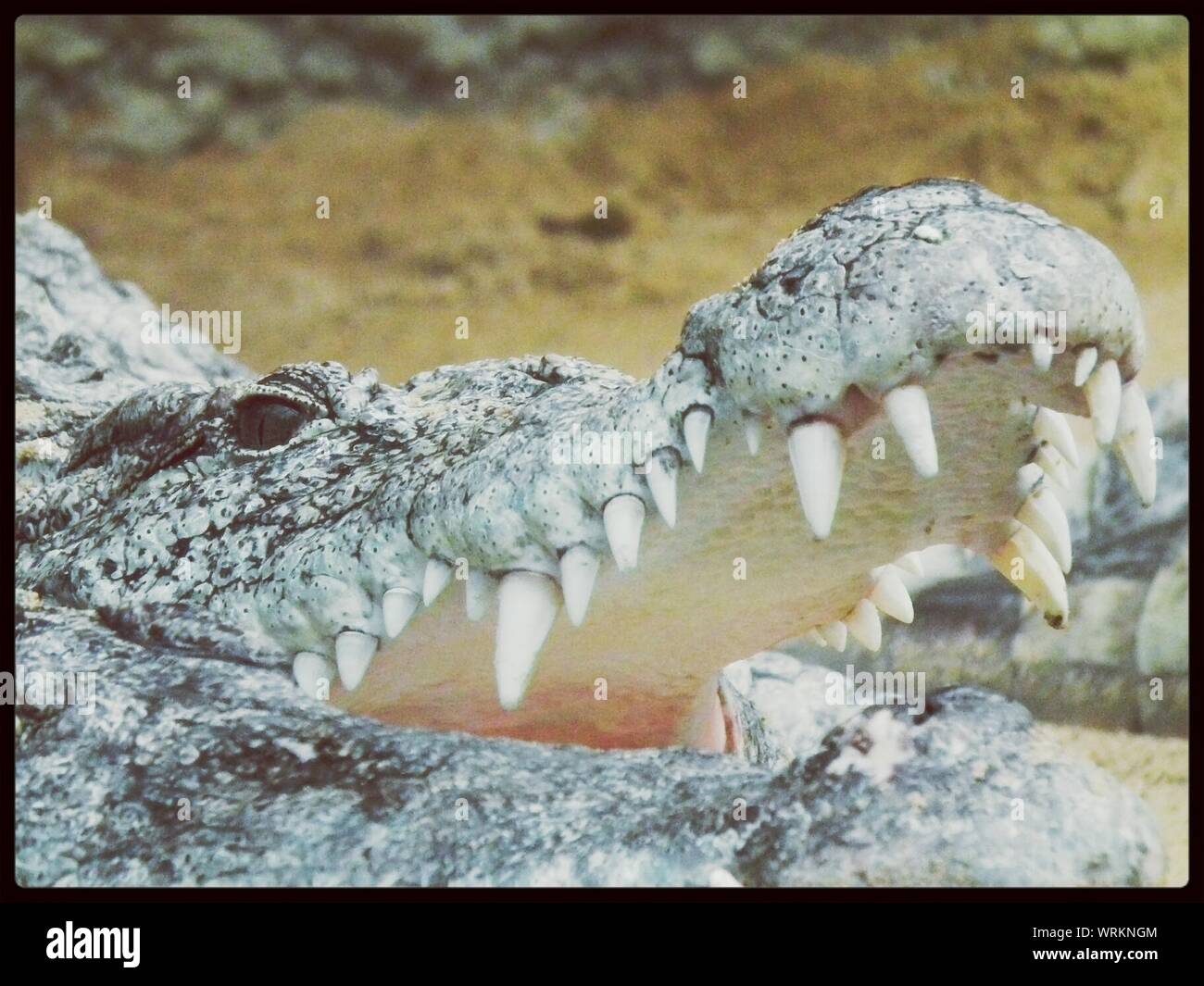 Crocodile with open mouth hi-res stock photography and images - Alamy