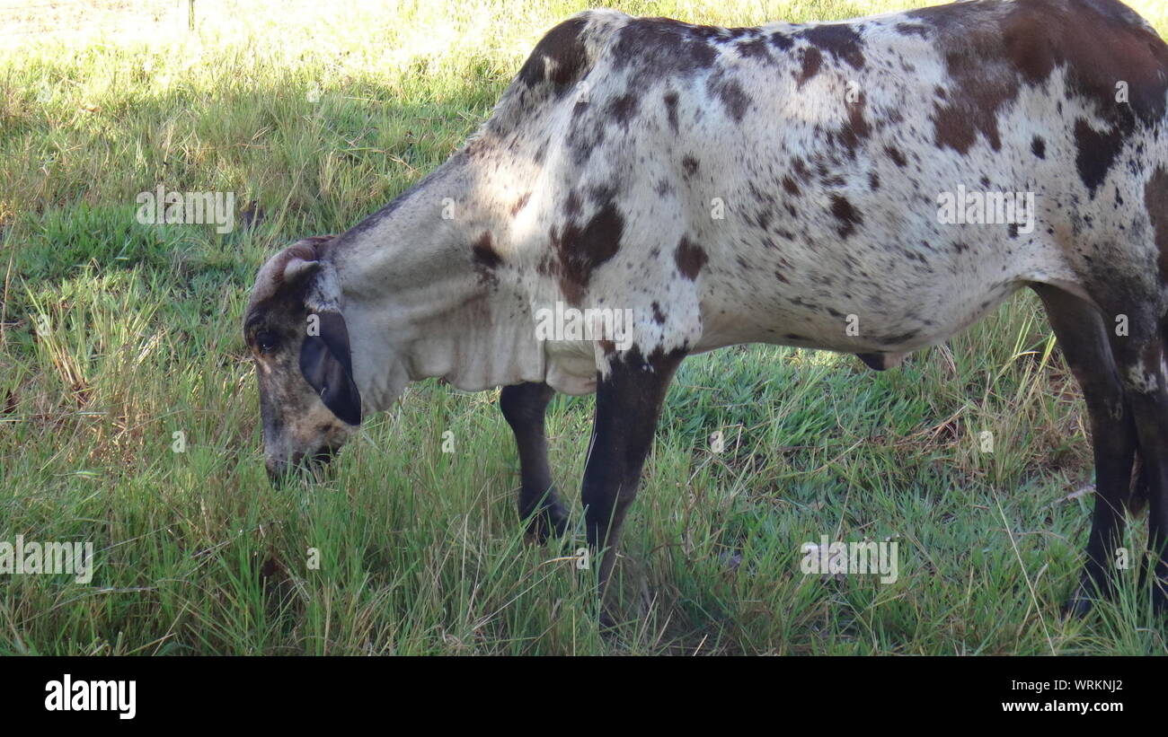 One cow side view on field hi-res stock photography and images - Alamy