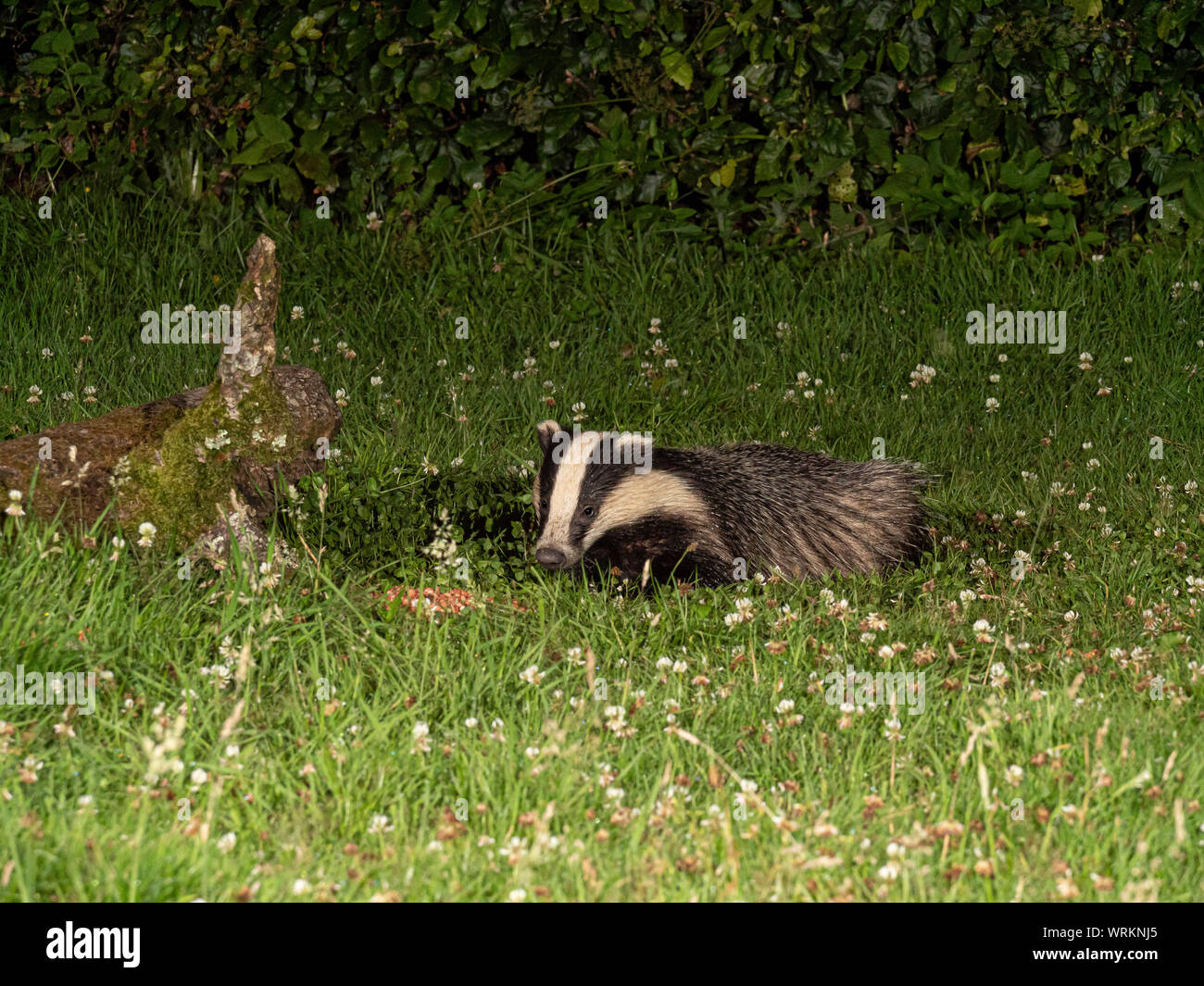 European Badger foraging for food Stock Photo - Alamy