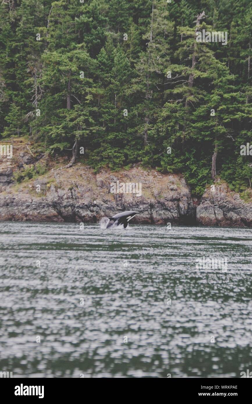 Whale in lake hi-res stock photography and images - Alamy