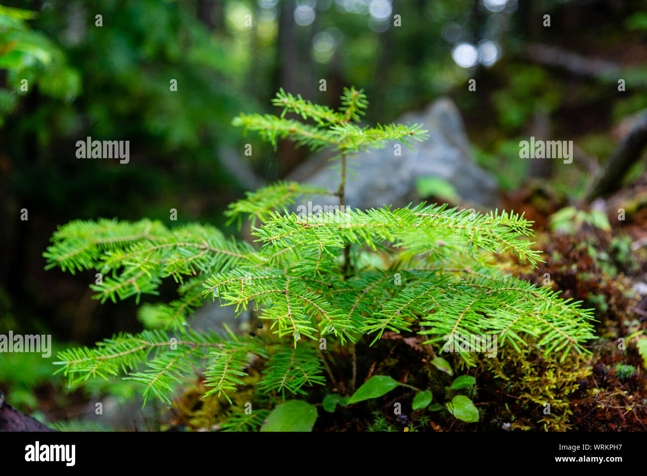 Spruce tree branch young hi-res stock photography and images - Alamy