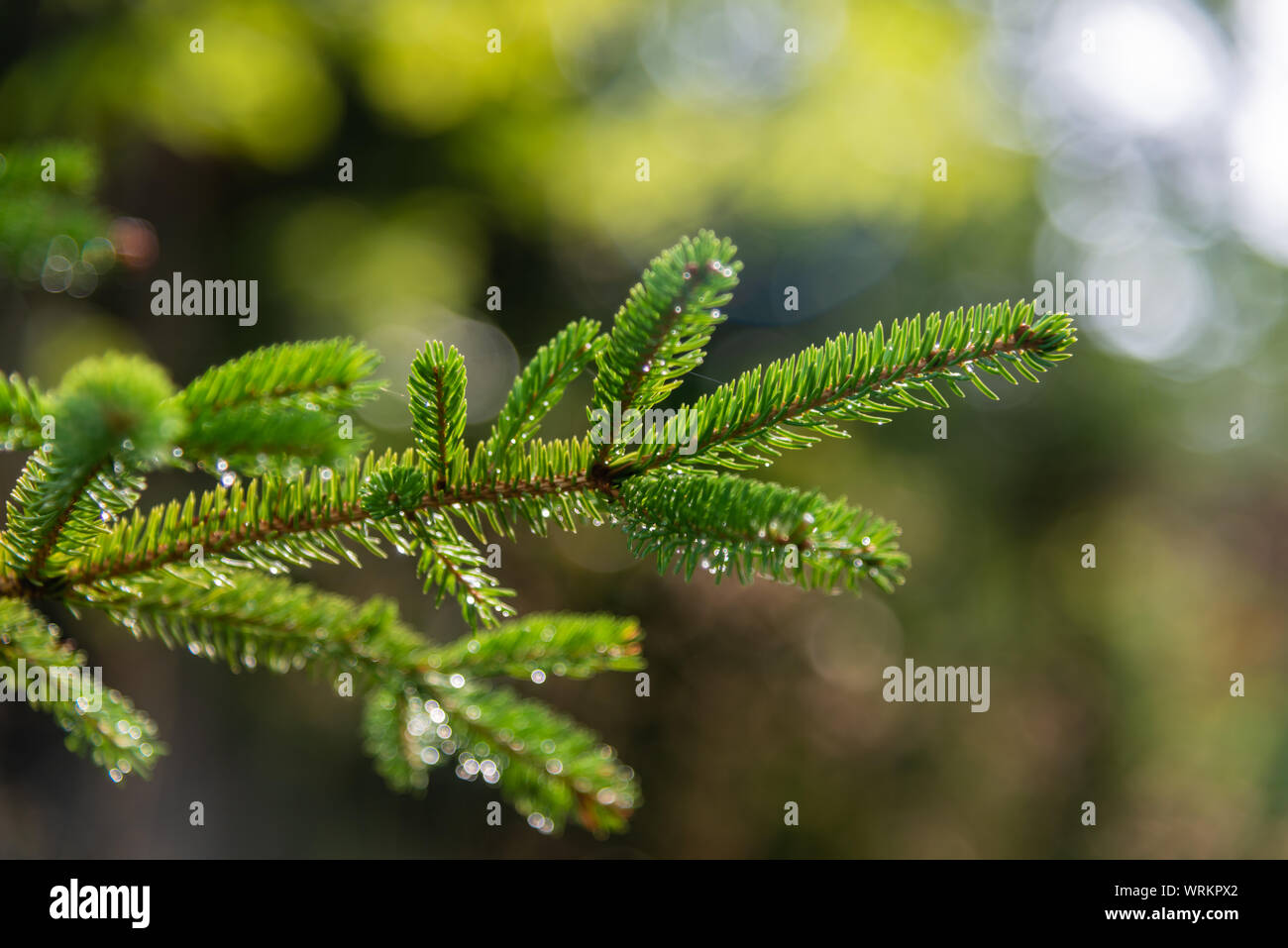Rain tree branch hi-res stock photography and images - Alamy