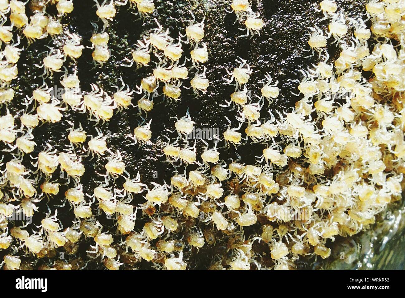 Small insects hi-res stock photography and images - Alamy