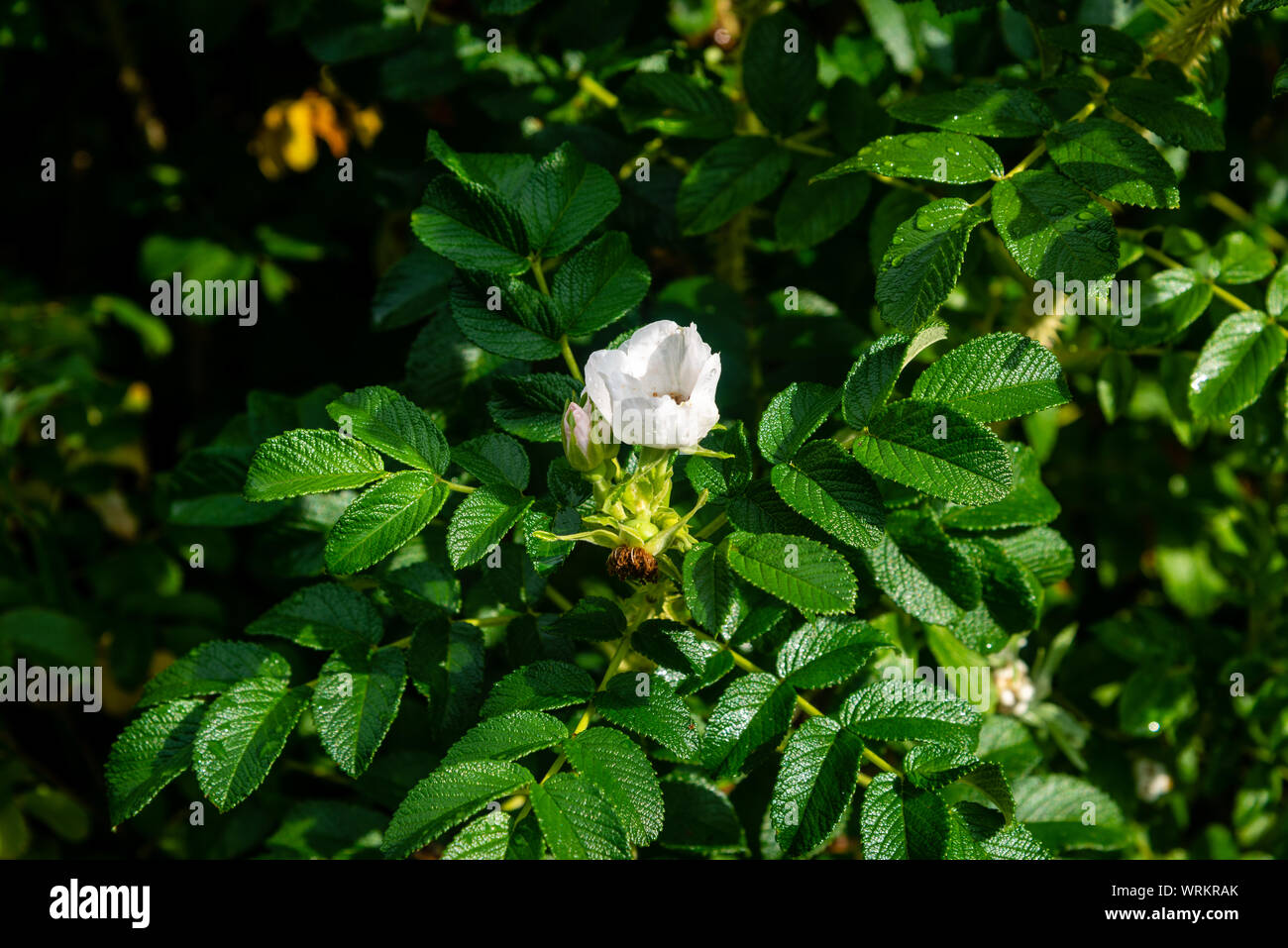 Rose-hip flowers and fruits, close-up Stock Photo - Alamy