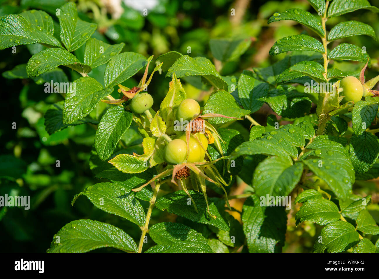 Rose-hip flowers and fruits, close-up Stock Photo - Alamy