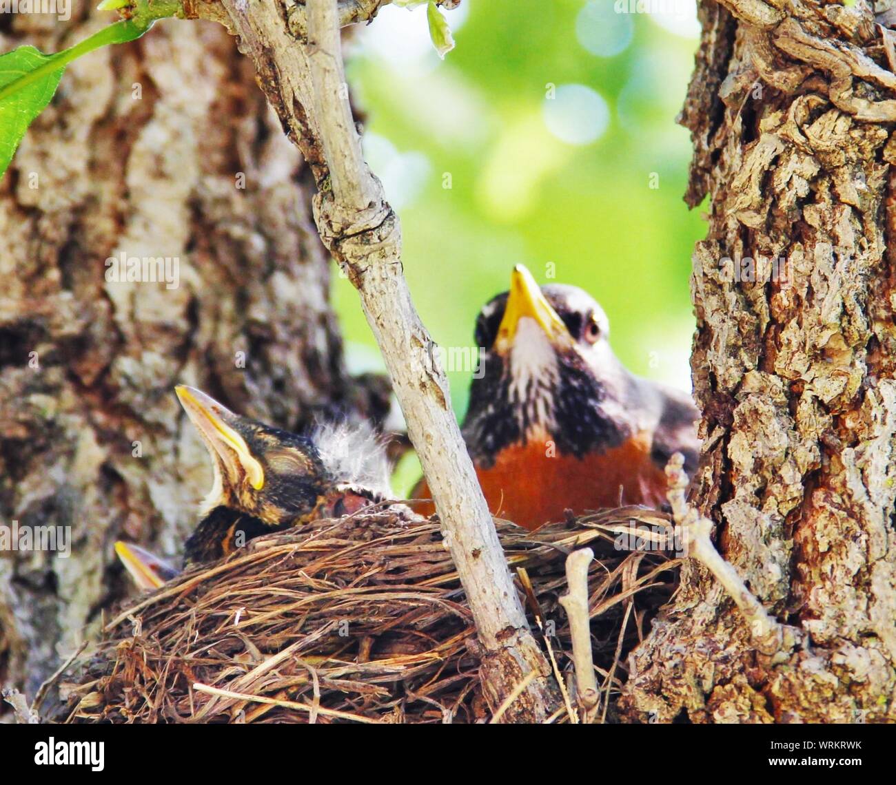 Robin young in nest hi-res stock photography and images - Alamy