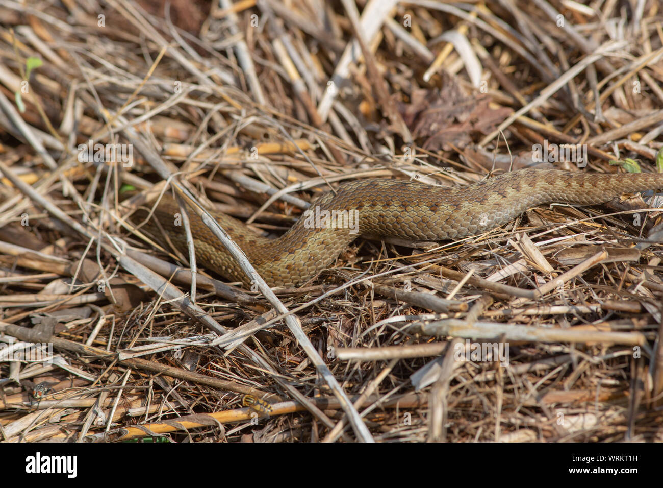 Snake with female body hi-res stock photography and images - Alamy