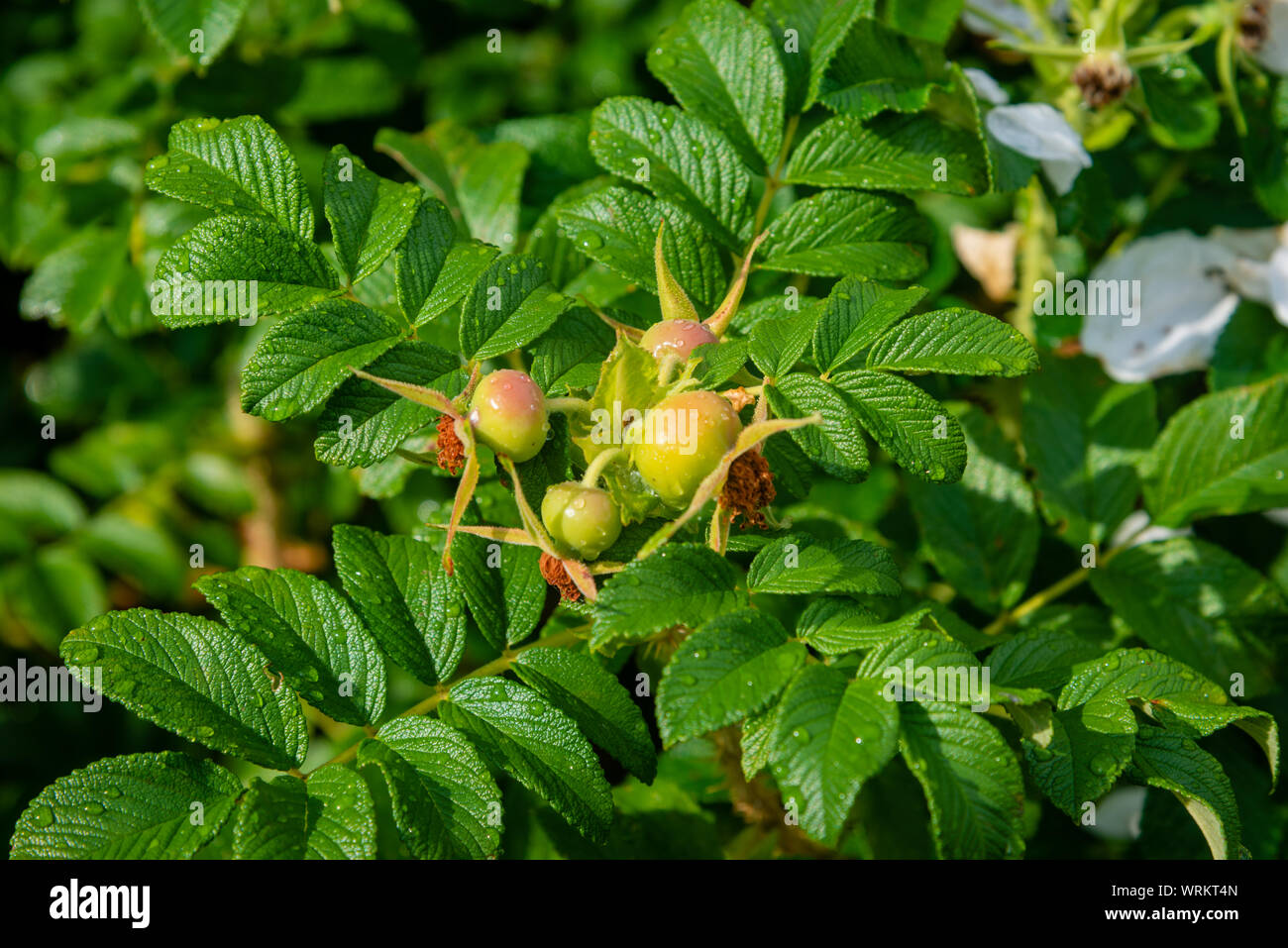 Rose-hip flowers and fruits, close-up Stock Photo - Alamy
