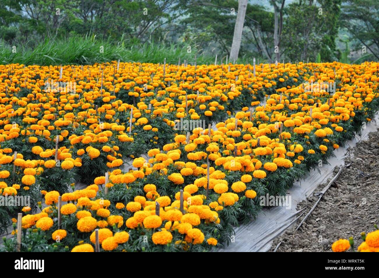 Marigolds field hi-res stock photography and images - Alamy