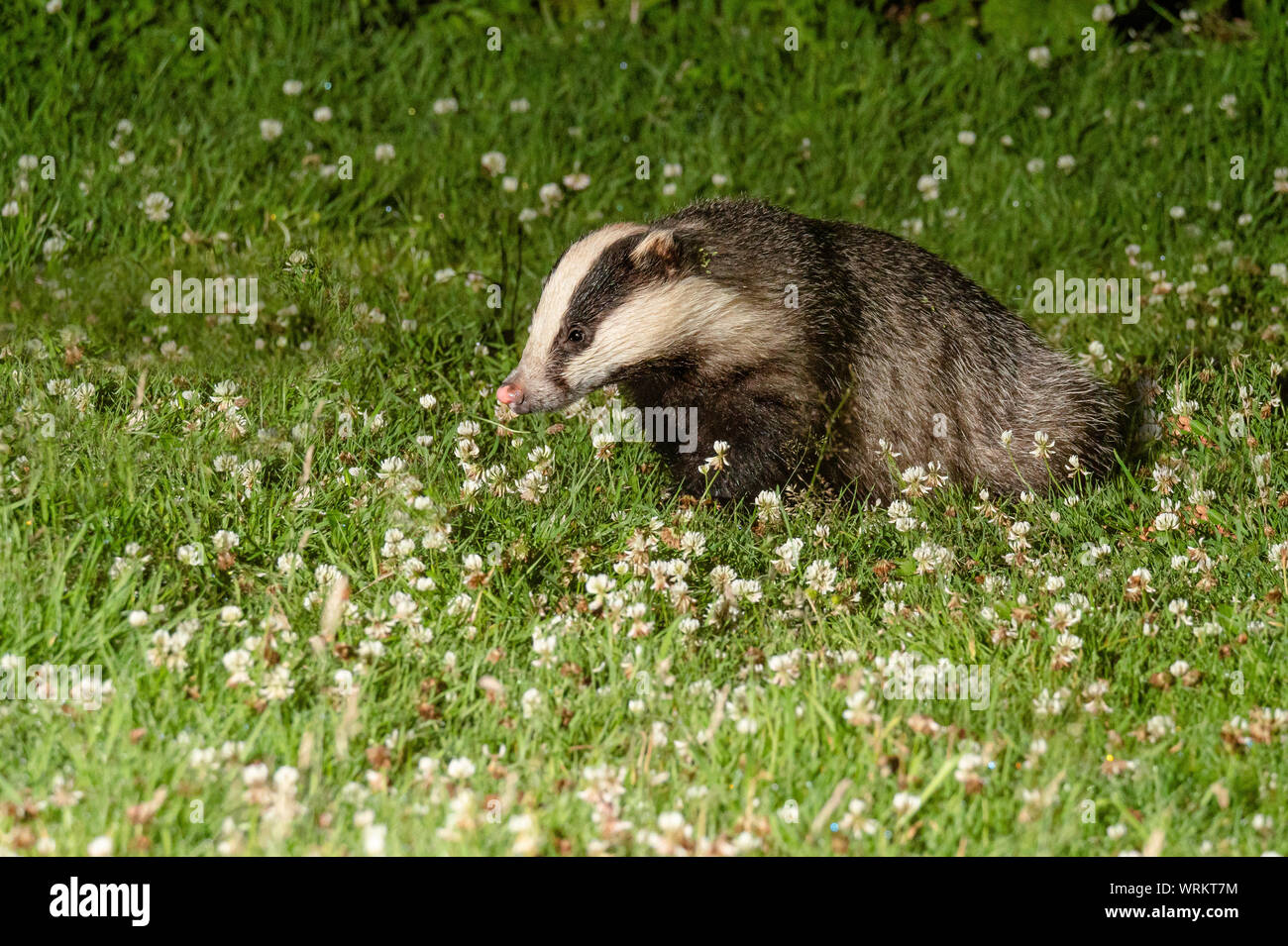 European Badger foraging for food Stock Photo - Alamy