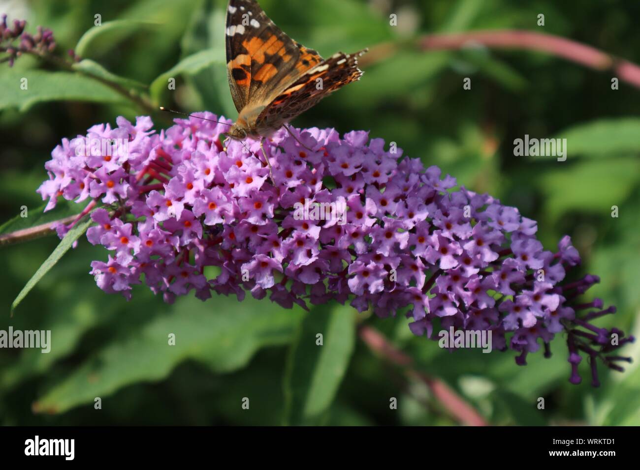 Buddleia trees hi-res stock photography and images - Alamy