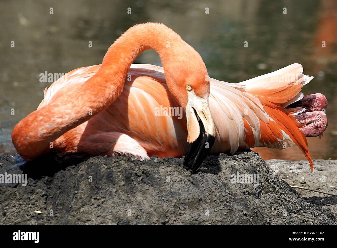 Flamingo Nest