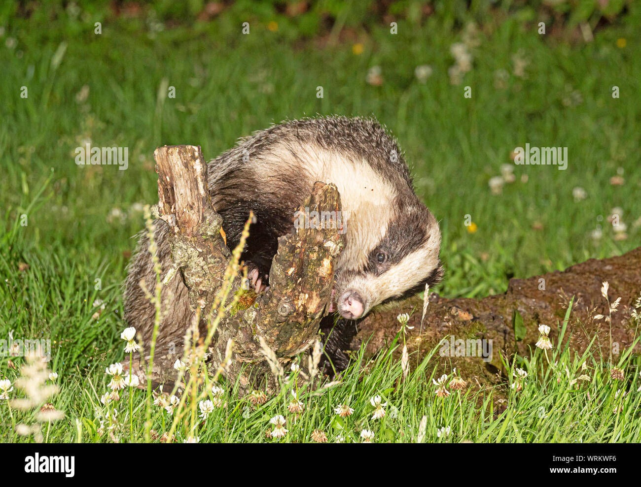 European Badger foraging for food Stock Photo - Alamy